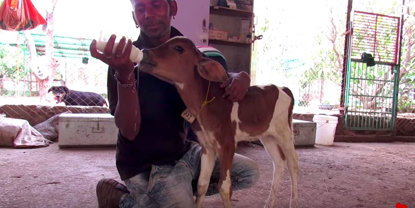 Sick Baby Cow Abandoned On Roadside Rescued Just In Time - The Dodo
