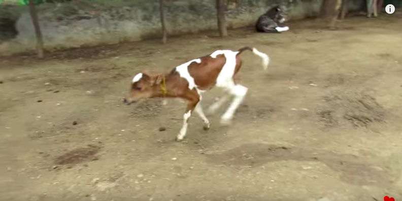 Sick Baby Cow Abandoned On Roadside Rescued Just In Time - The Dodo