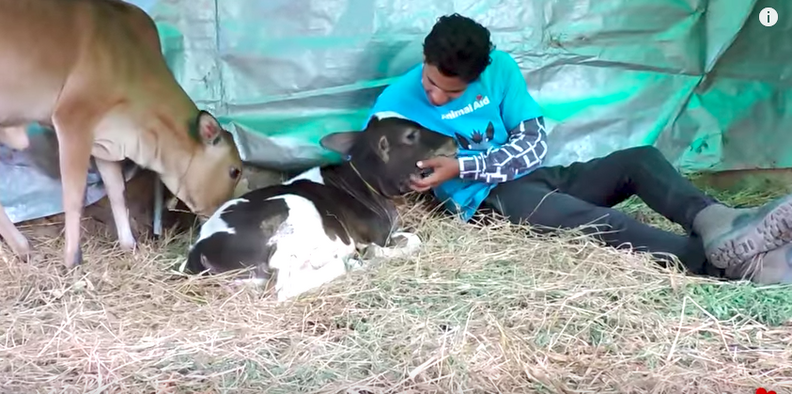 Sick Baby Cow Abandoned On Roadside Rescued Just In Time - The Dodo