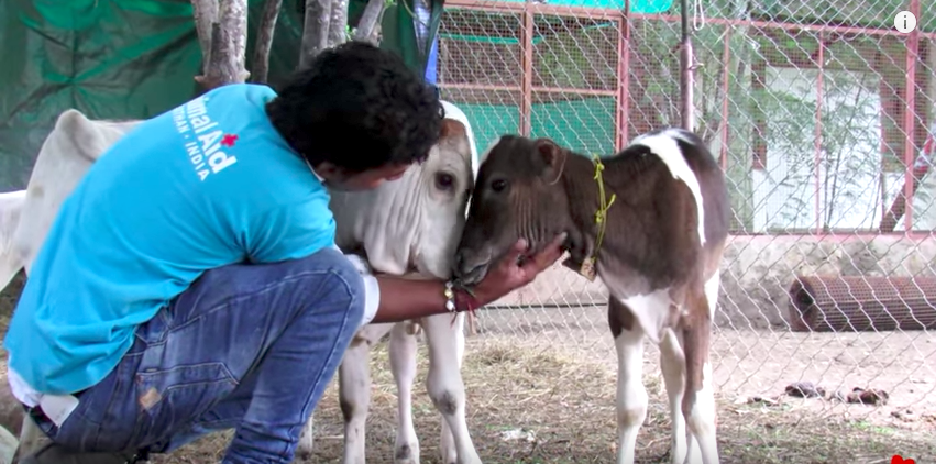 Sick Baby Cow Abandoned On Roadside Rescued Just In Time - The Dodo