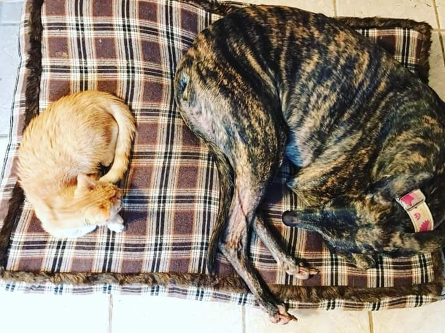 Cat With Cutest Smushed Face Loves Getting Into Trouble - The Dodo