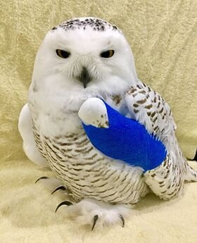 Snowy Owl Rescued From Grille After Being Hit By Car - The Dodo