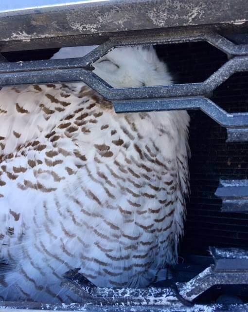 Snowy Owl Rescued From Grille After Being Hit By Car - The Dodo
