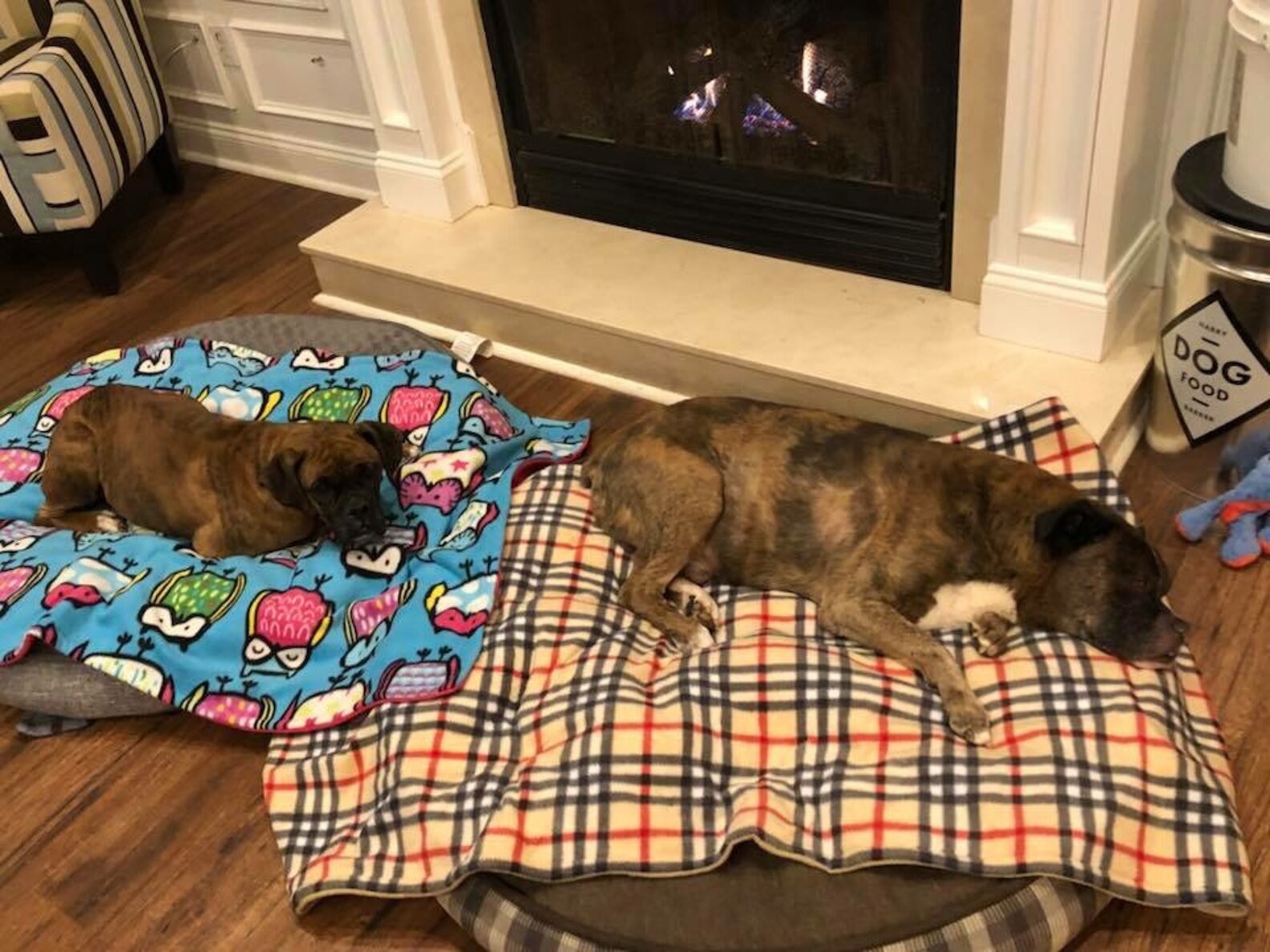 Boxer Makes Miraculous Recovery From Life At Amish Puppy Mill - The Dodo