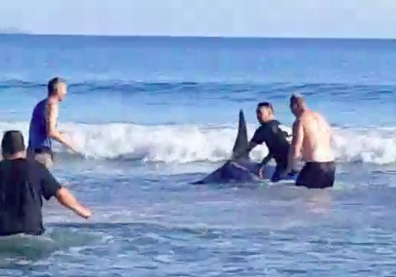 New Zealand Man On Vacation Helps Wild Orca Reunite With His Family ...