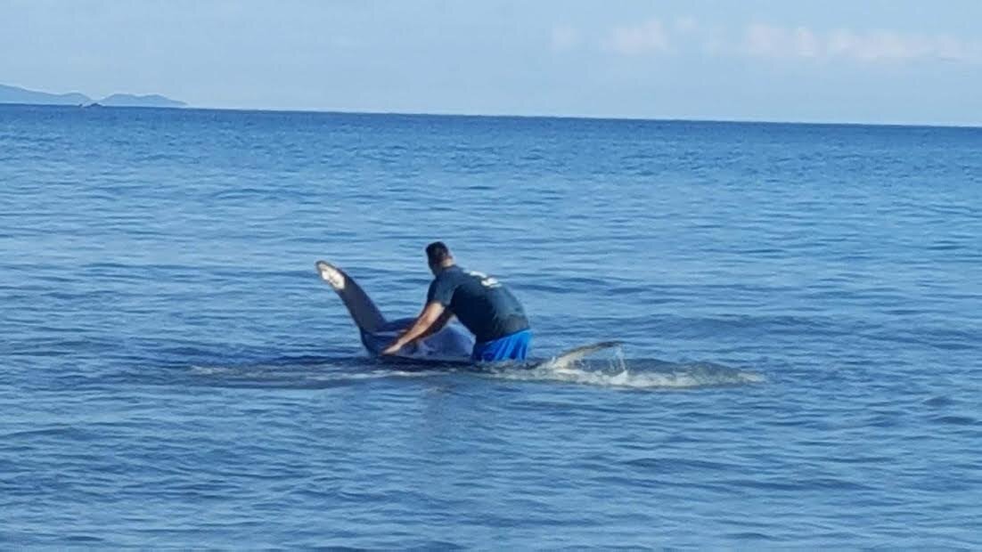 New Zealand Man On Vacation Helps Wild Orca Reunite With His Family ...