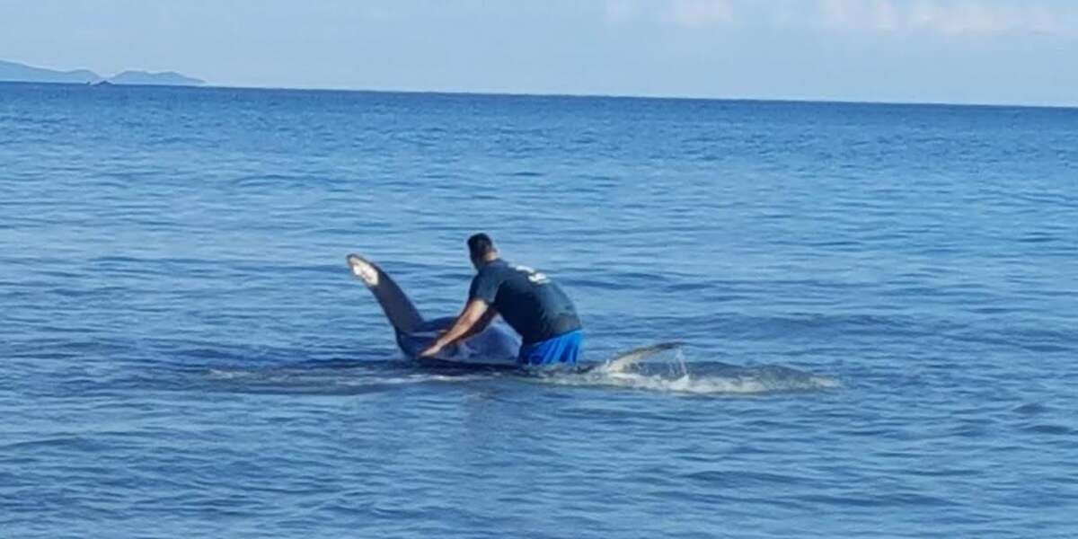 New Zealand Man On Vacation Helps Wild Orca Reunite With His Family ...