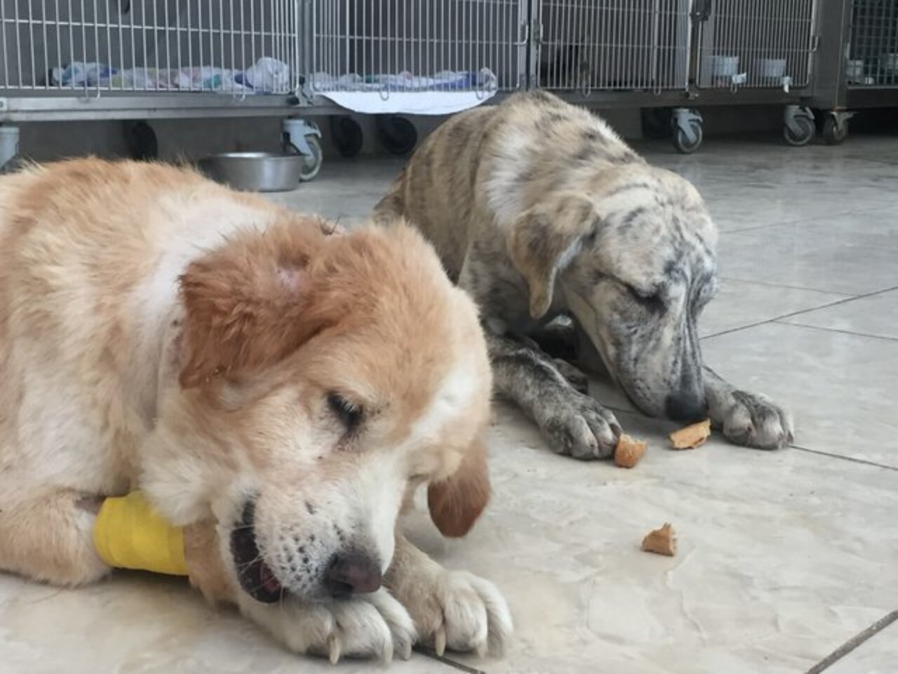 Heroin-Addicted Dog Nesha Is Clean And Has A New Family - The Dodo