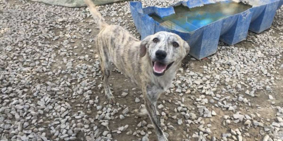 Heroin-Addicted Dog Nesha Is Clean And Has A New Family - The Dodo