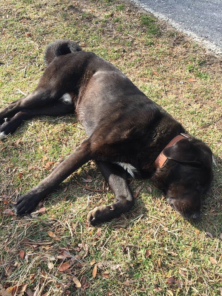 What Is Dog Dead Tail