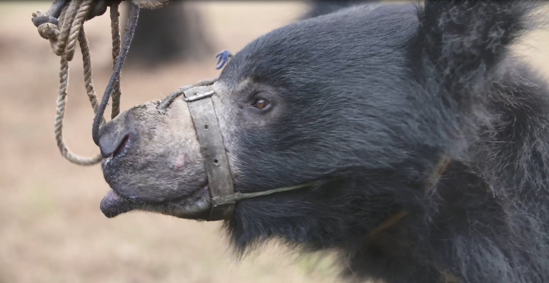 Sloth Bears Forced To Dance Their Entire Lives Are Rescued In Nepal ...