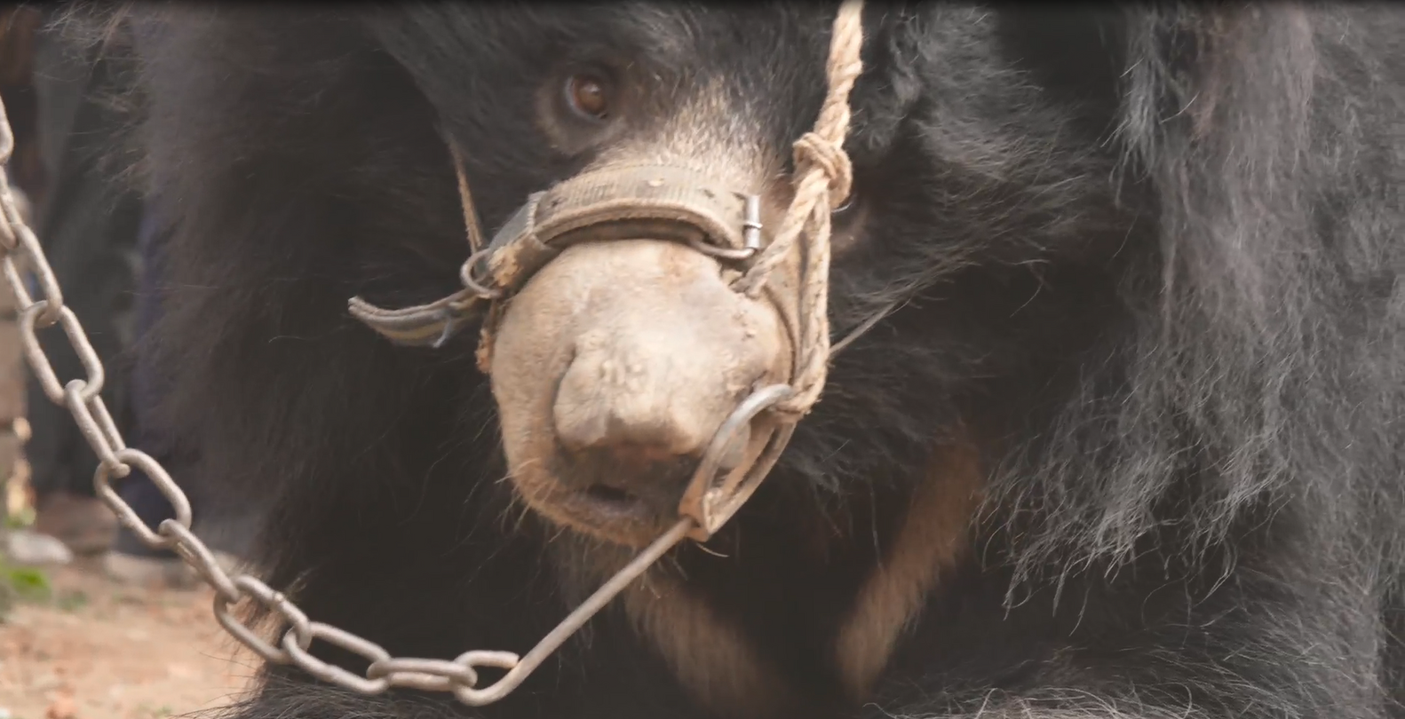 Sloth Bears Forced To Dance Their Entire Lives Are Rescued In Nepal ...