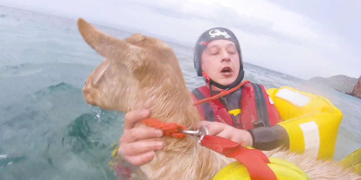 Goat Gets Rescued After Falling Off Cliff - Videos - The Dodo
