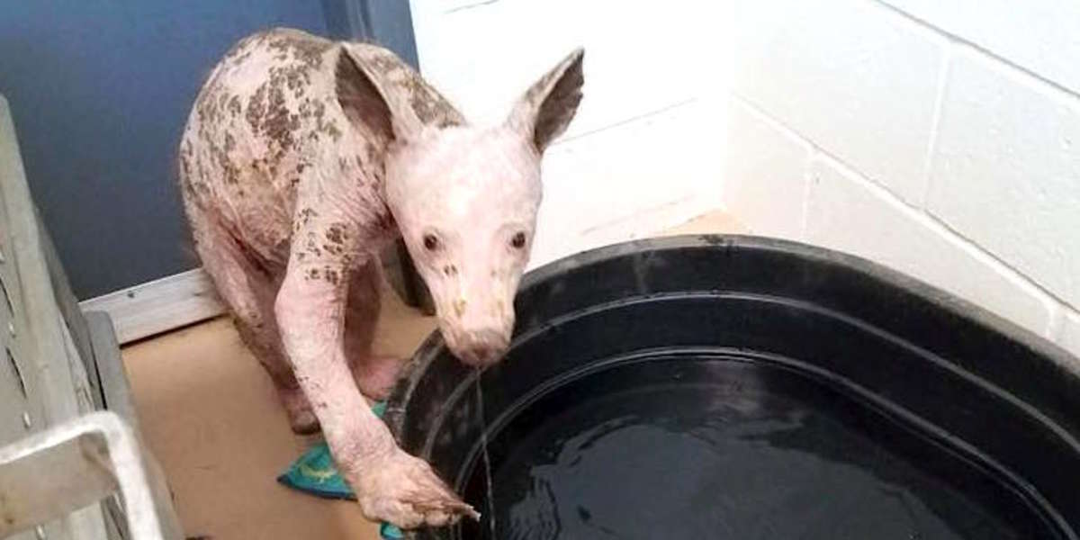 Hairless Black Bear Finds Help At California Wildlife Center - The Dodo