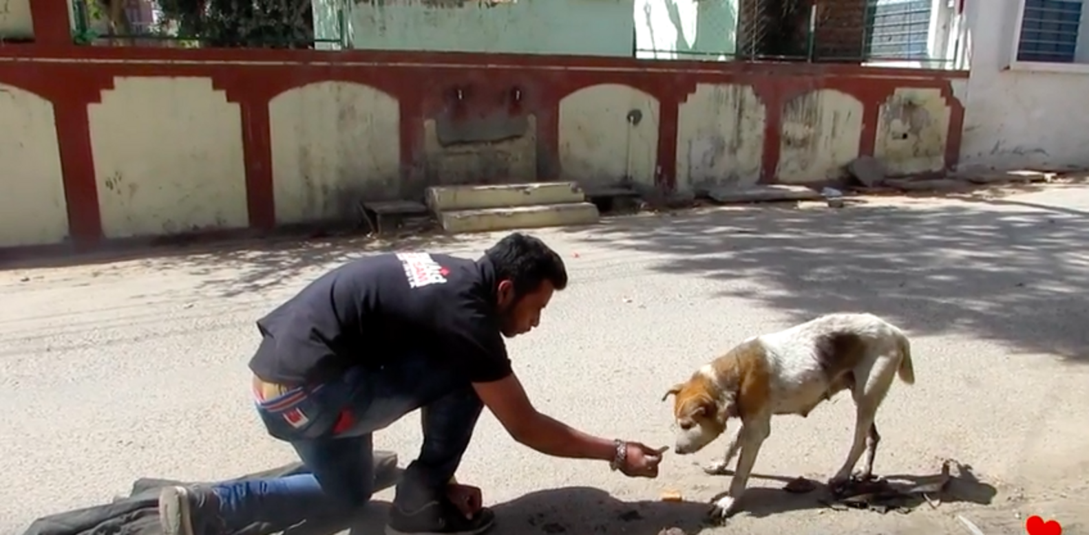 Stray Dog With Swollen Face Finds The Best People To Help Her - The Dodo
