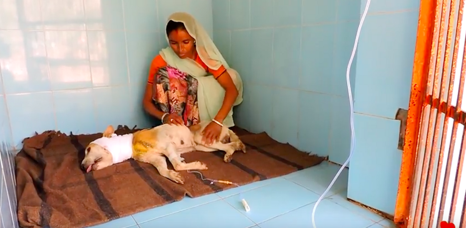 Stray Dog With Swollen Face Finds The Best People To Help Her - The Dodo