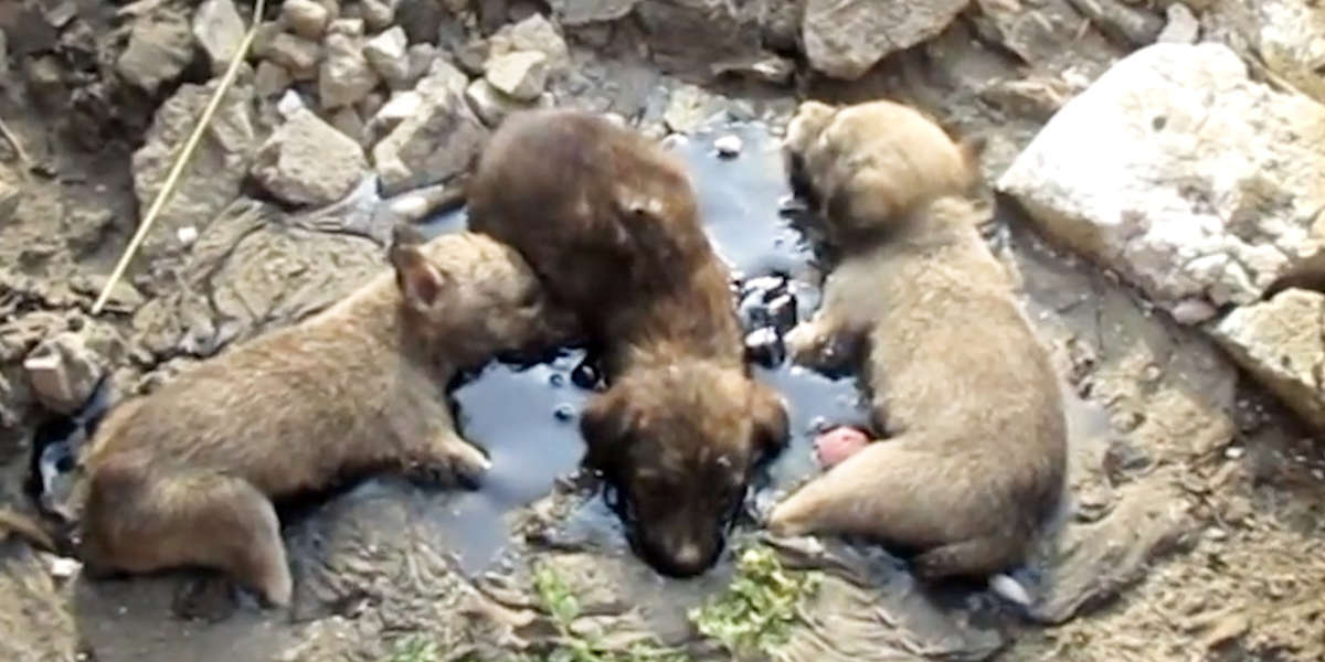 Puppies Stuck In Pool Of Tar Cried Until Someone Heard Them - Videos ...