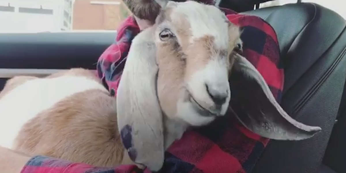 Goat Who Finally Learned To Walk Is So Excited To Meet Santa - Videos ...