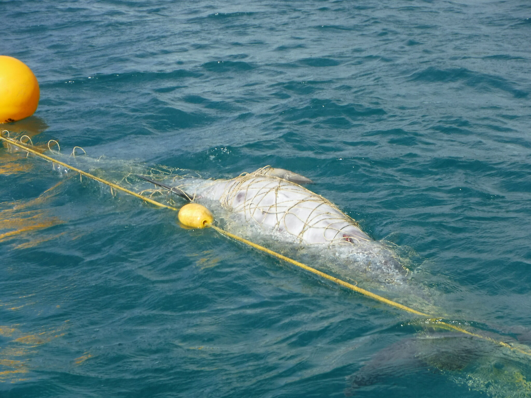 Eagle Rays Are Getting Tangled Up In 'Shark Nets' In Australia And Left ...