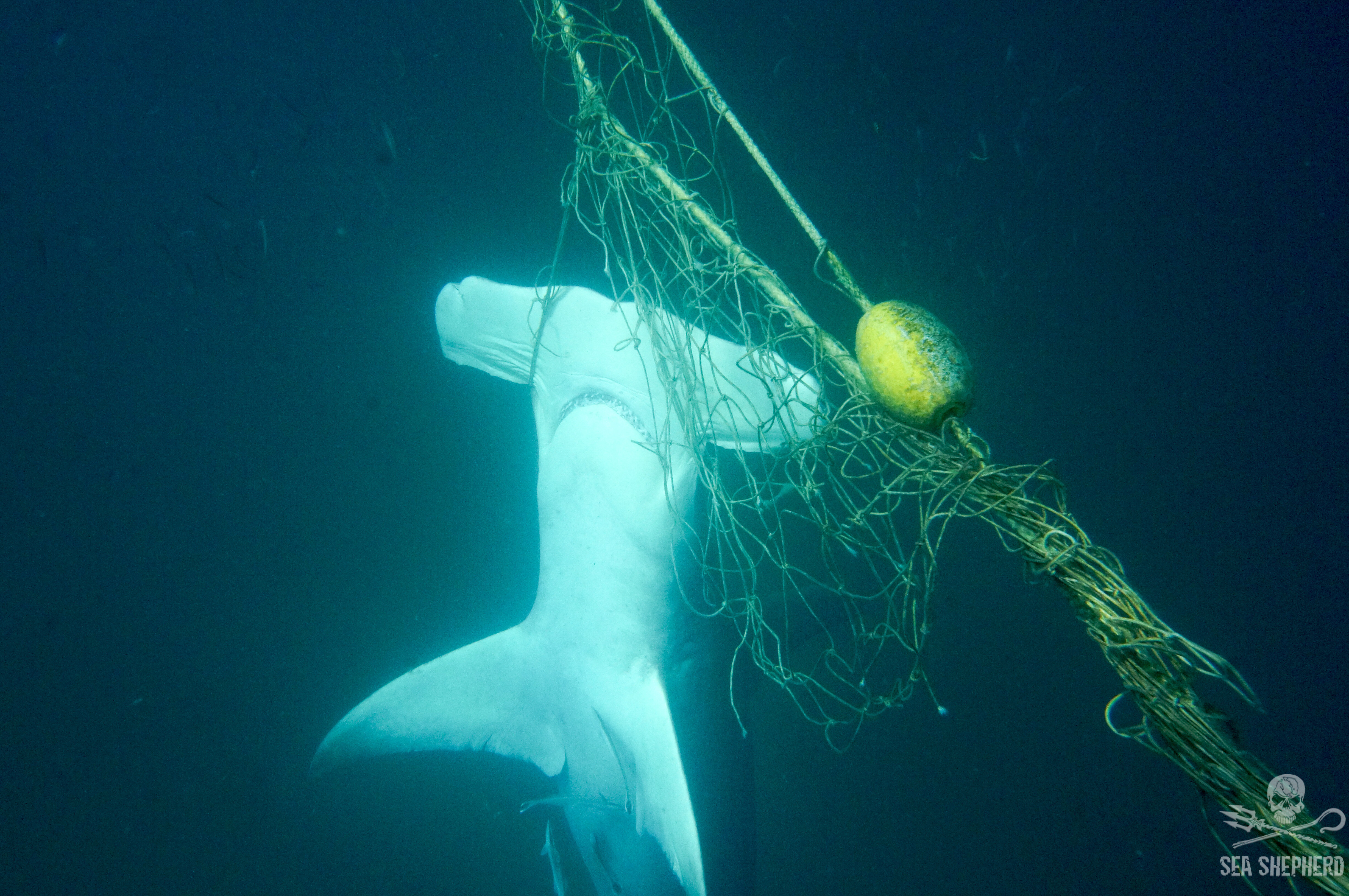 Eagle Rays Are Getting Tangled Up In 'Shark Nets' In Australia And Left ...