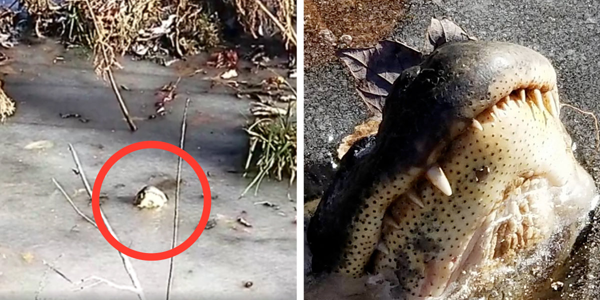 How Alligators Survive Freezing Winter Weather - The Dodo