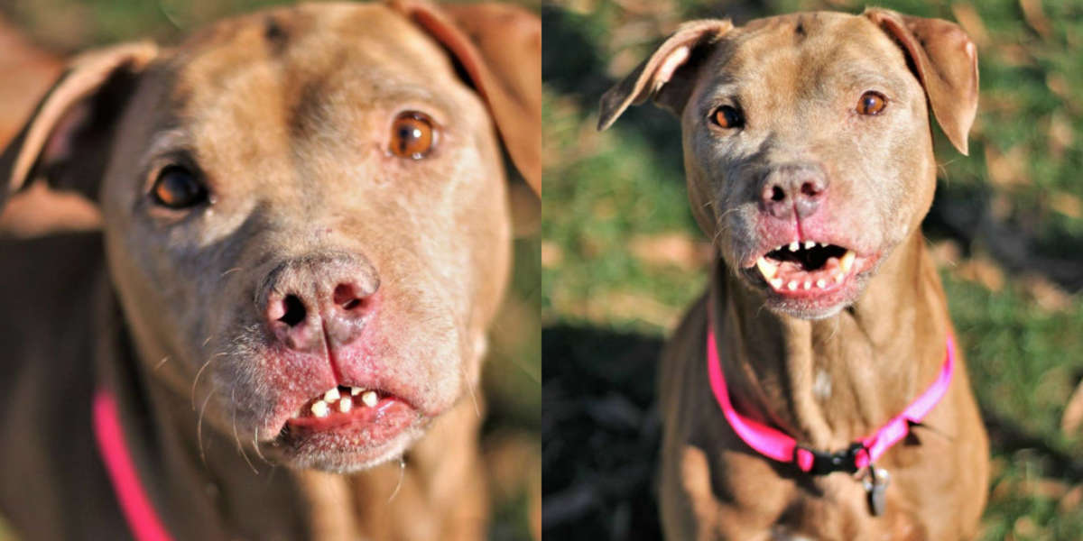 Shelter Dog With Jaw Deformity Has The Most Unusual Smile - The Dodo