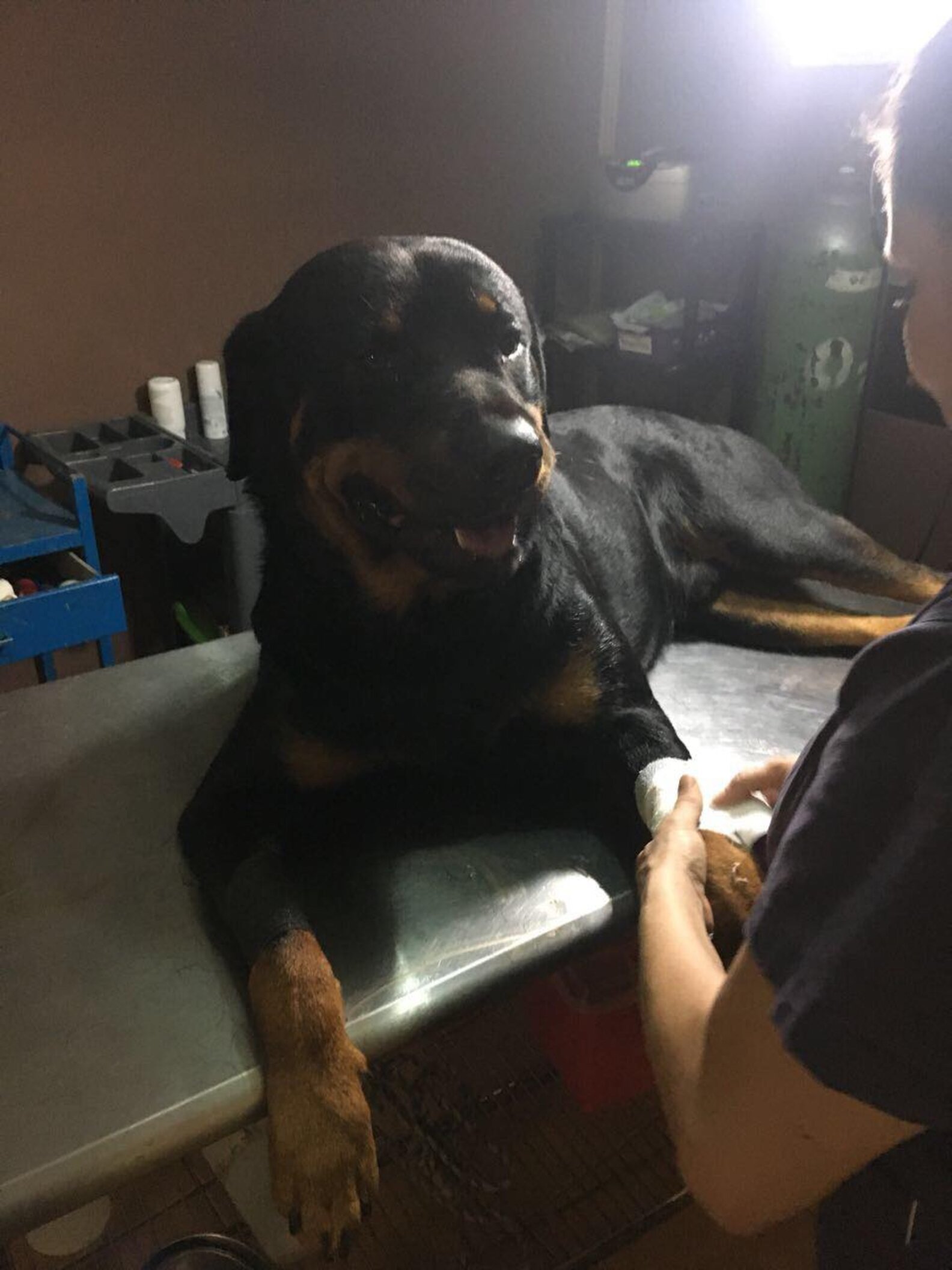 Rottweiler Saves Emaciated Dog By Donating Blood - The Dodo