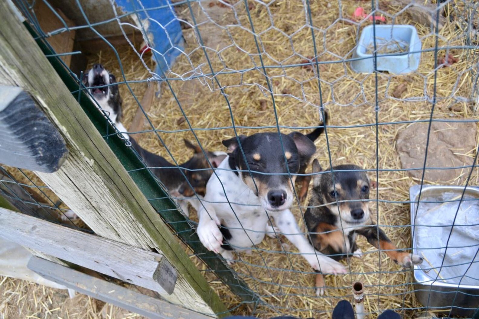 34 Animals Rescued From Illinois Property After House Burns Down - The Dodo
