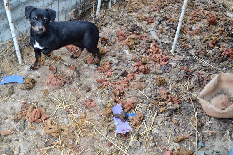 34 Animals Rescued From Illinois Property After House Burns Down - The Dodo