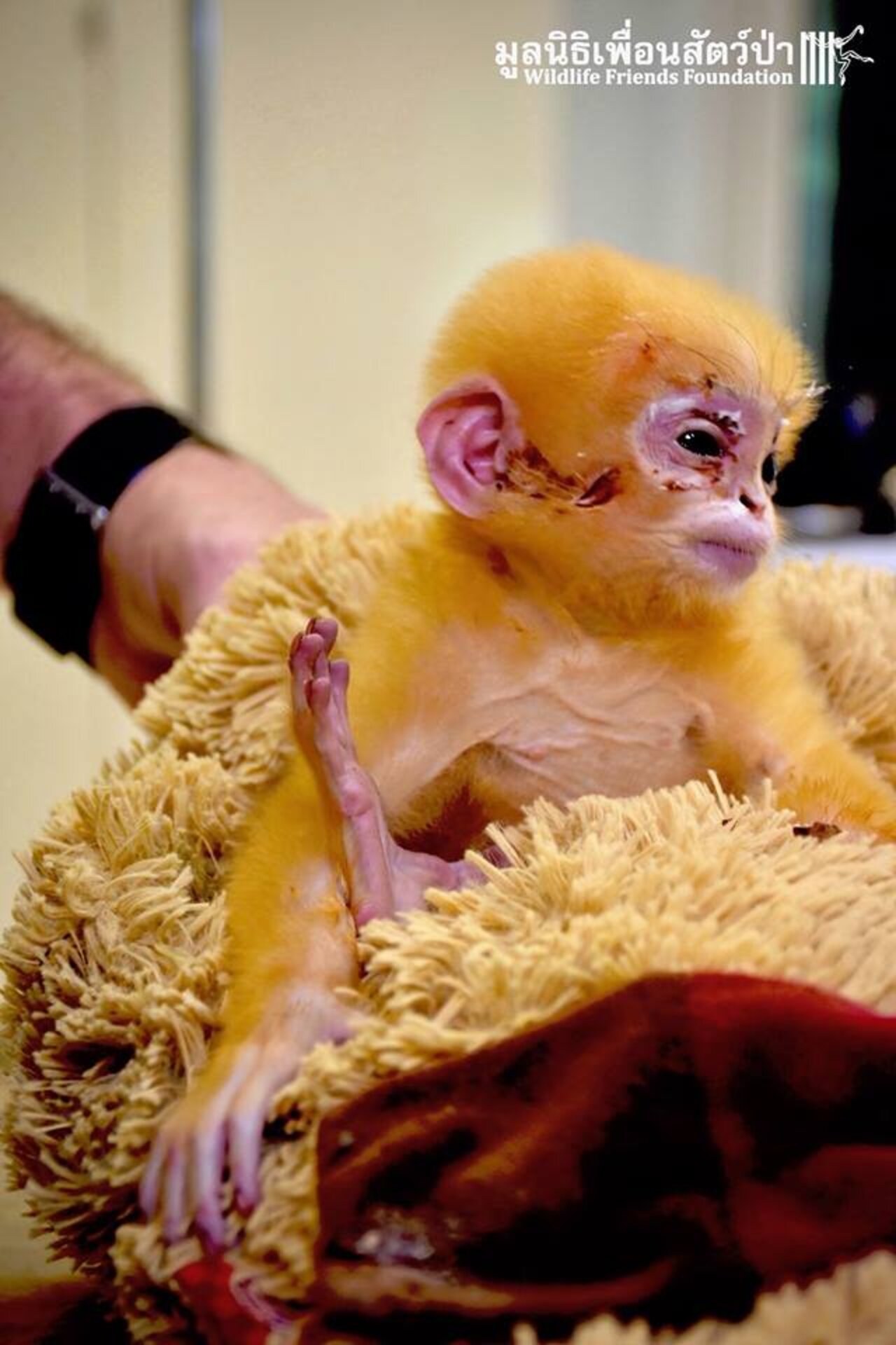 Orphaned Langur Monkey Gets His Own Teddy Bear - The Dodo