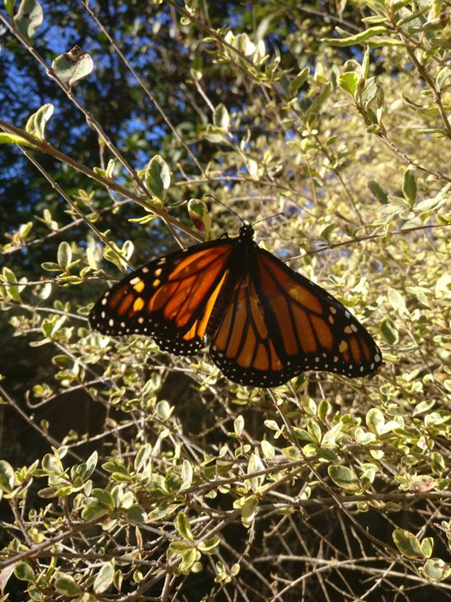 Monarch Butterfly's Broken Wing Fixed By The Nicest Woman - The Dodo