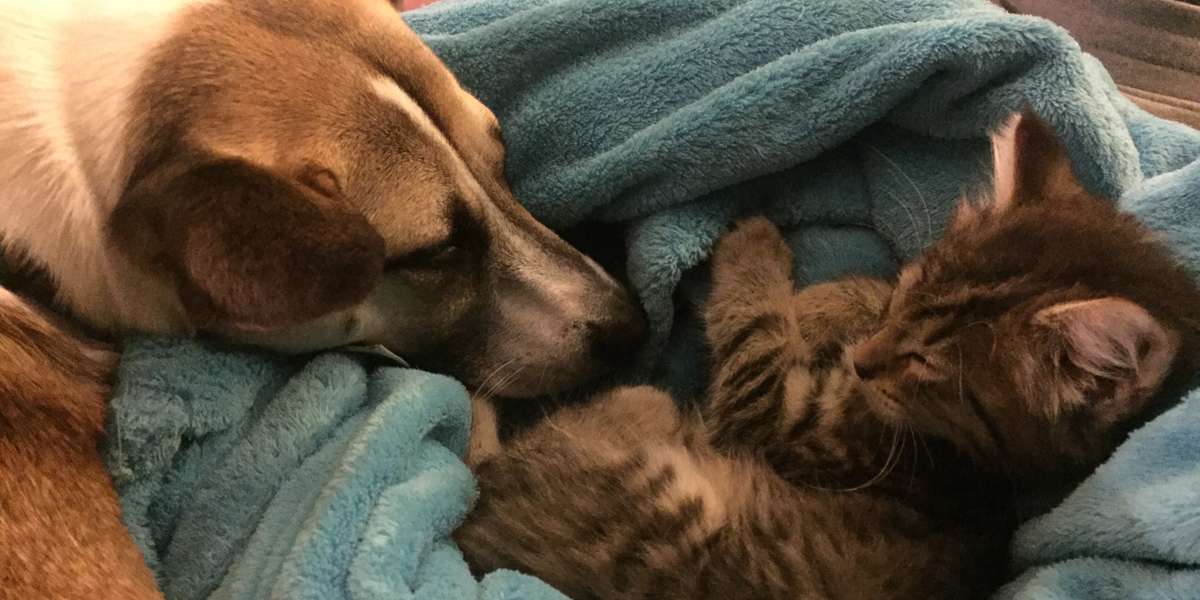 Anxious Dog Bonds With Rescue Kitten The Dodo