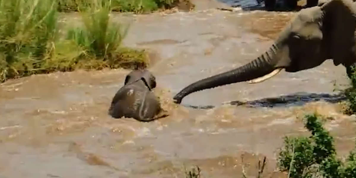 Elephant Mom Rescues Her Baby In River - Videos - The Dodo