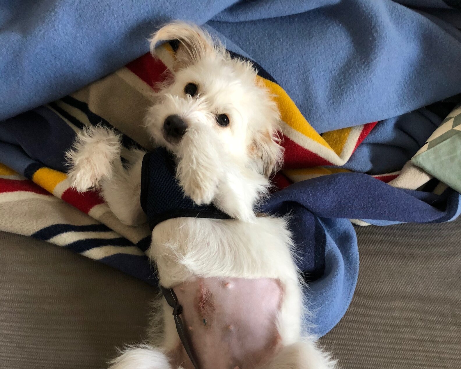 Dog Neutering Aftercare: What To Expect When Neutering Your Dog - The Dodo