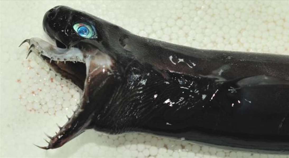 Rare Creature: Viper Dogfish Found Off the Coast of Japan - Thrillist