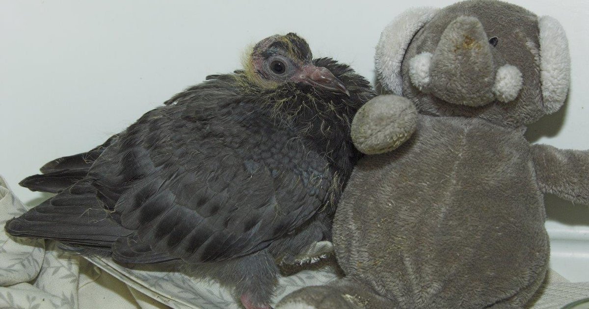 Baby Pigeon Snuggles Elephant Toy For Comfort After Losing His Mom ...