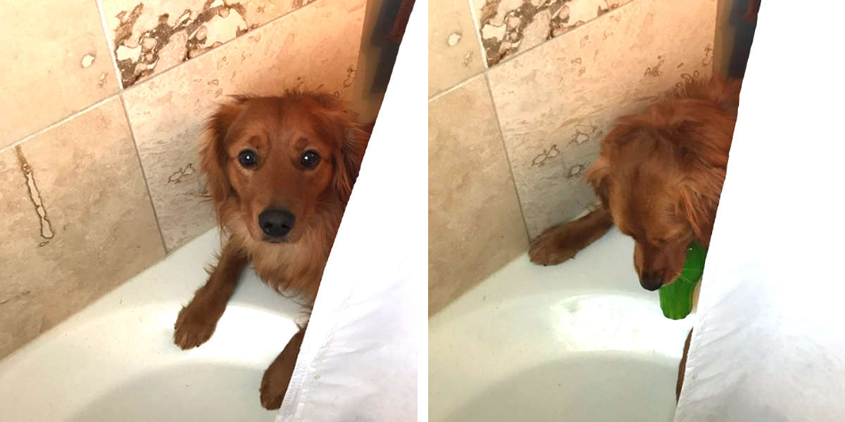 Dog With Fear Of Baths Protect His Owners From The Terror Of The Tub ...