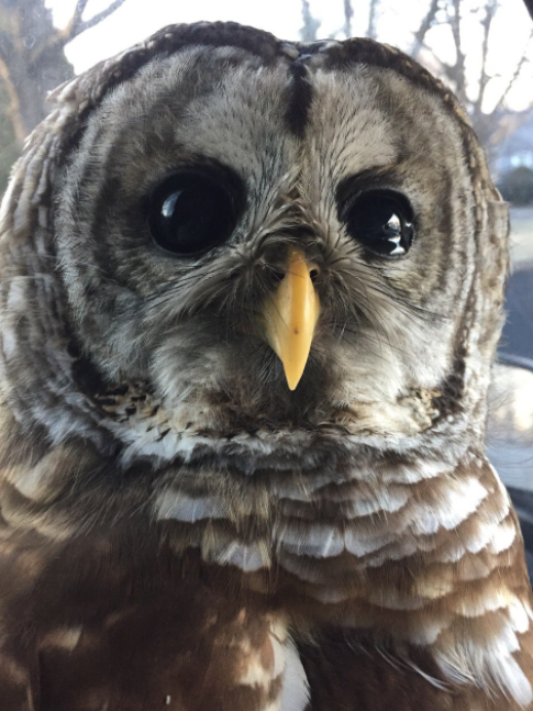 Owl Injured On Highway Rescued By Maryland Police Officer - The Dodo