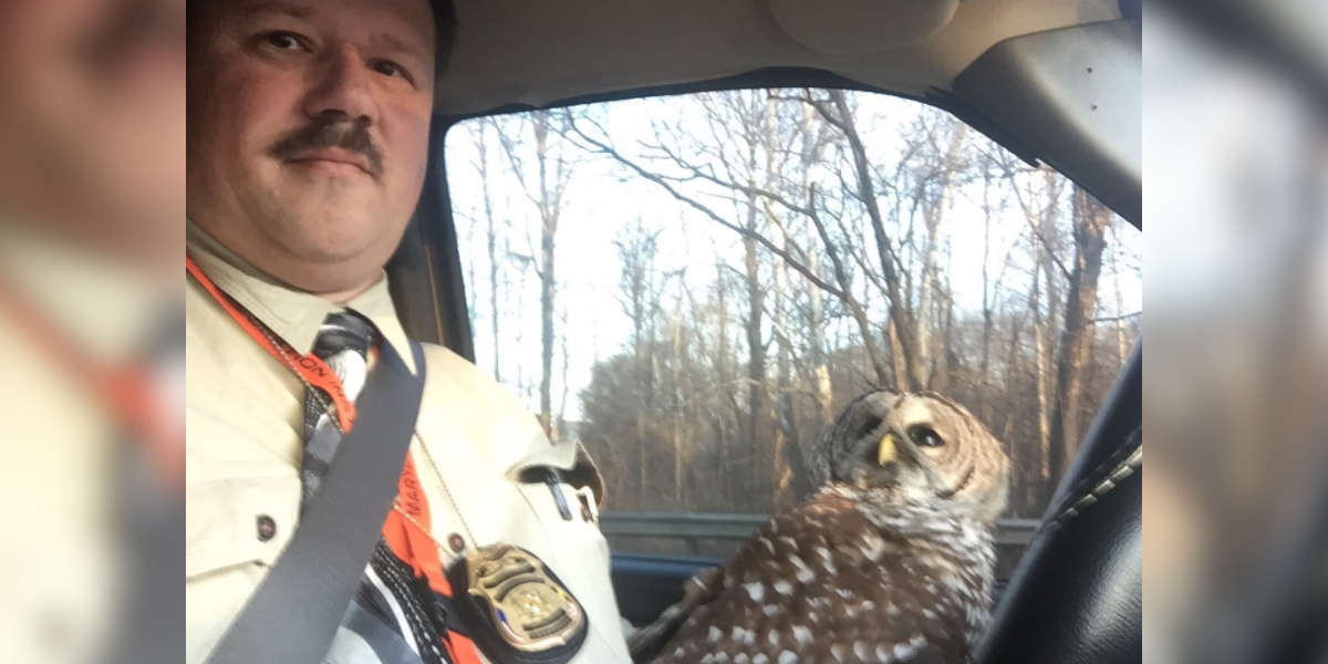 Owl Injured On Highway Rescued By Maryland Police Officer - The Dodo