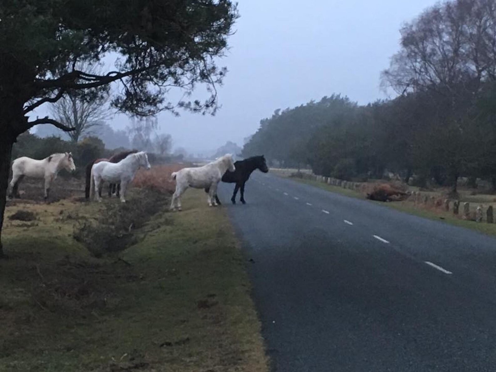 Ponies Gather To Mourn Where Member of Herd Was Hit By Car - The Dodo