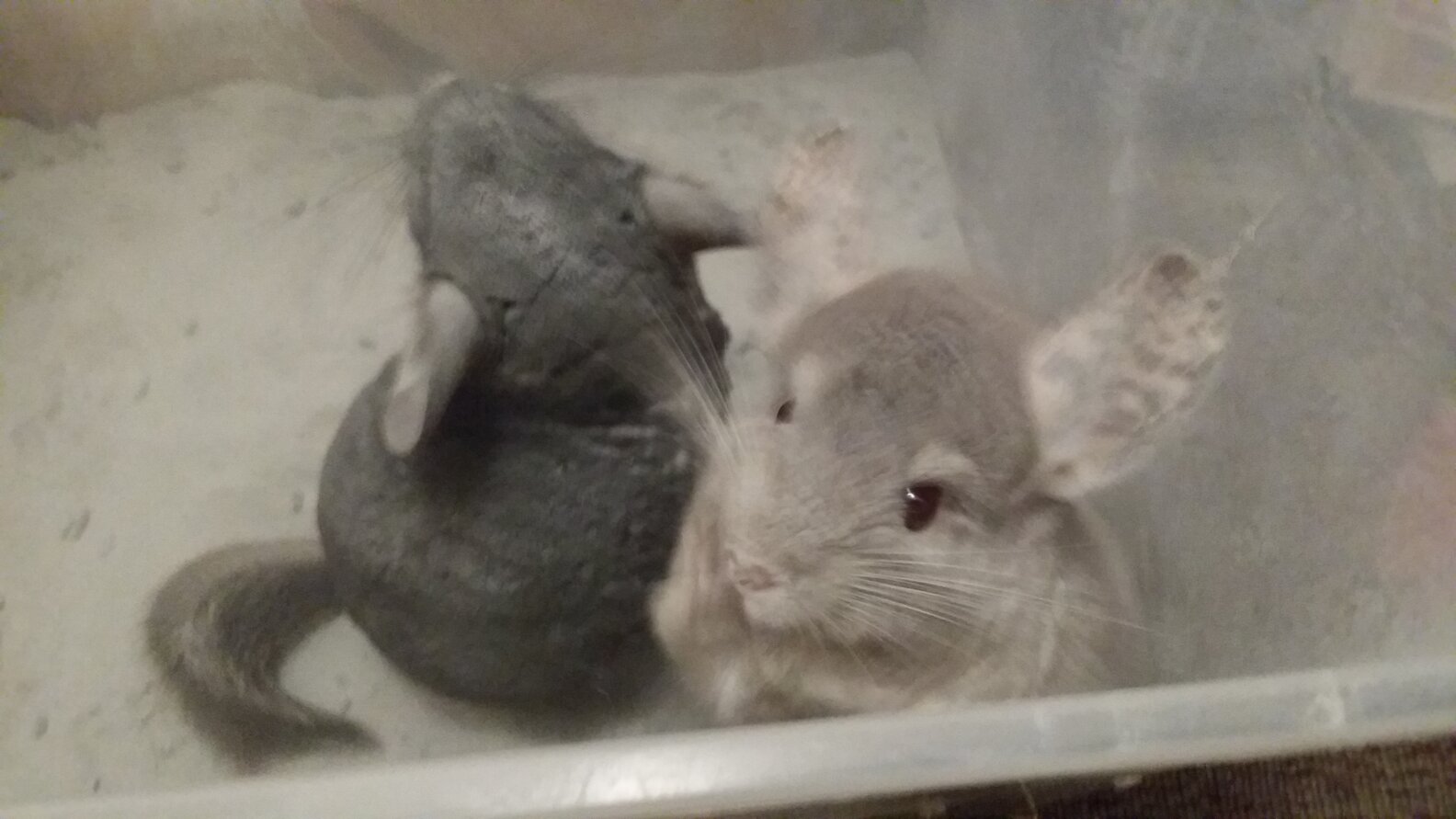 Rescue Chinchillas Hold Motivational Signs To Cheer Up Their Mom - The Dodo