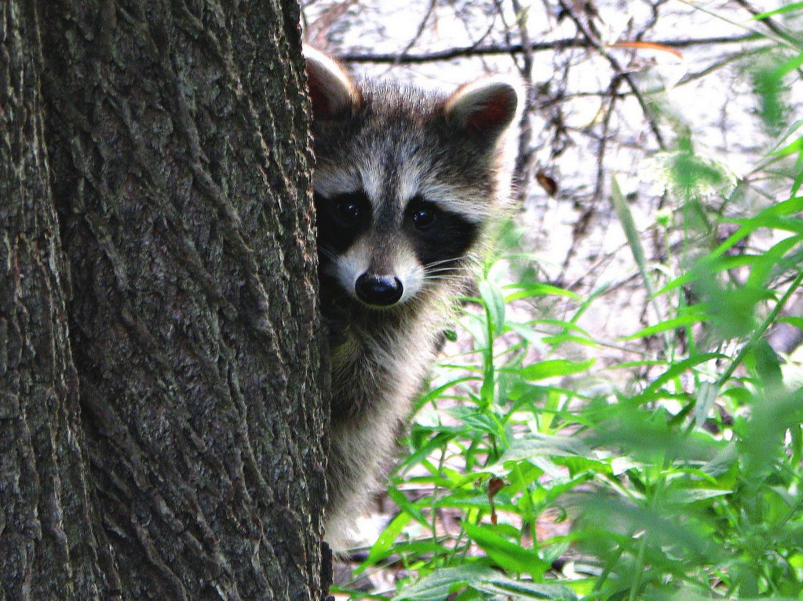 Raccoon Thought To Be Paralyzed Was Actually Just High On Drugs - The Dodo