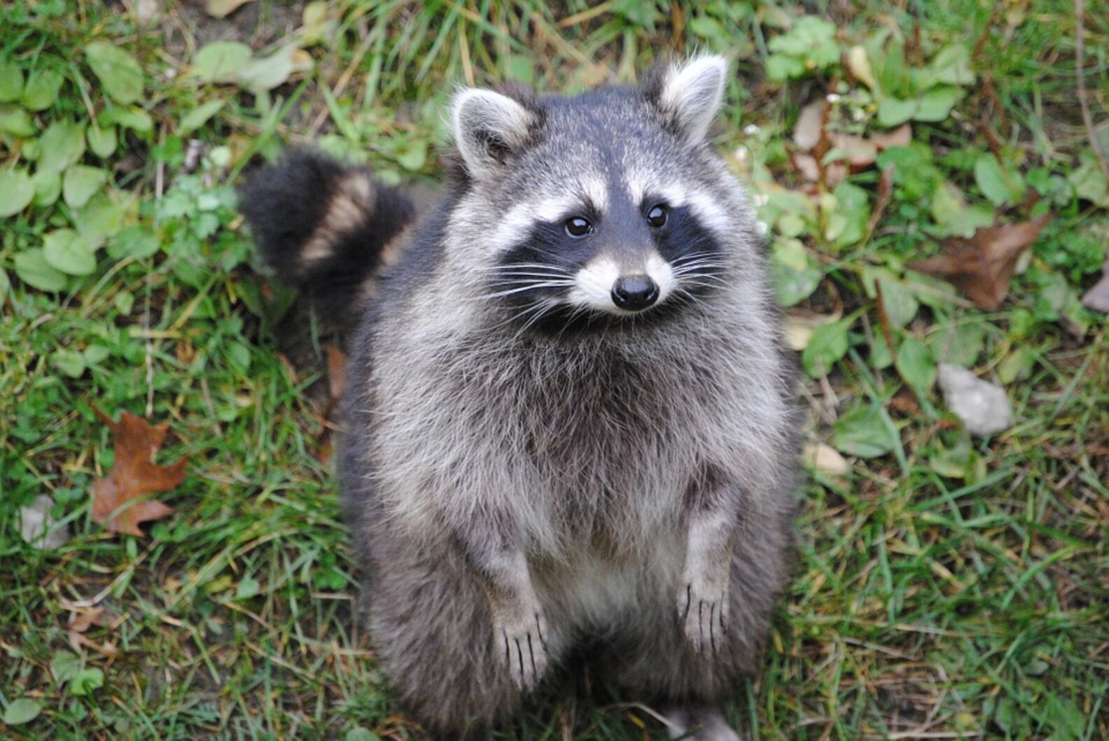 Raccoon Thought To Be Paralyzed Was Actually Just High On Drugs - The Dodo