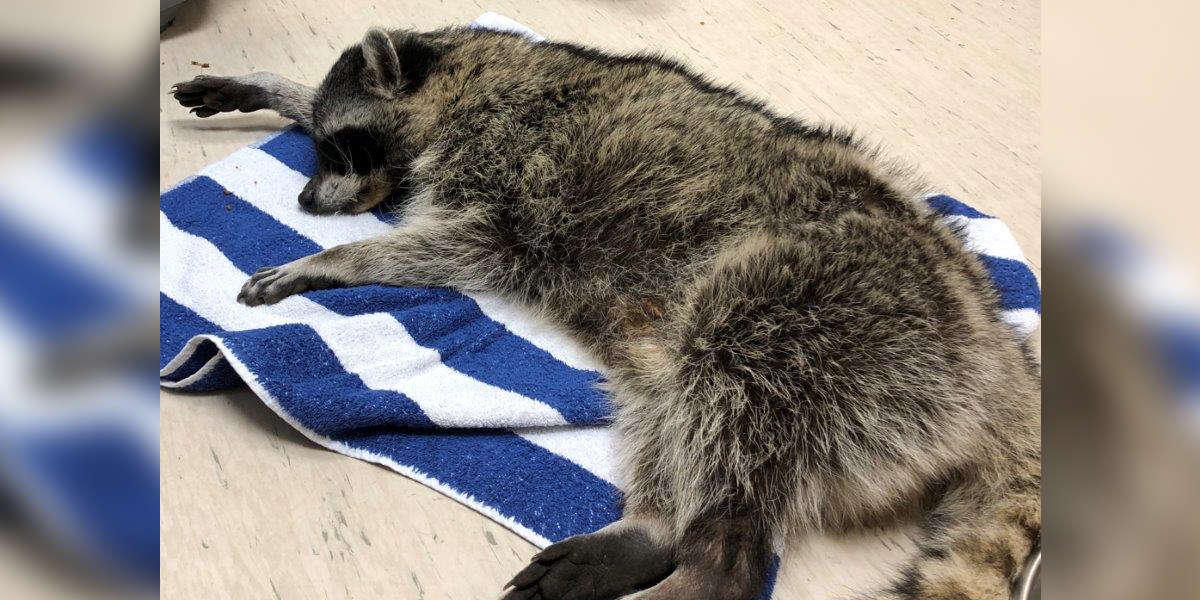Raccoon Thought To Be Paralyzed Was Actually Just High On Drugs - The Dodo