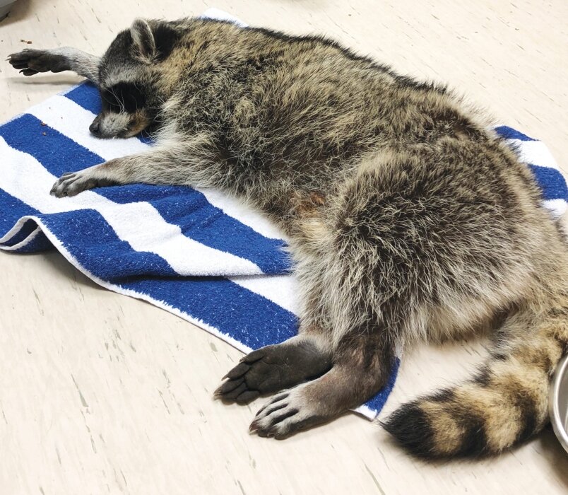 Raccoon Thought To Be Paralyzed Was Actually Just High On Drugs - The Dodo