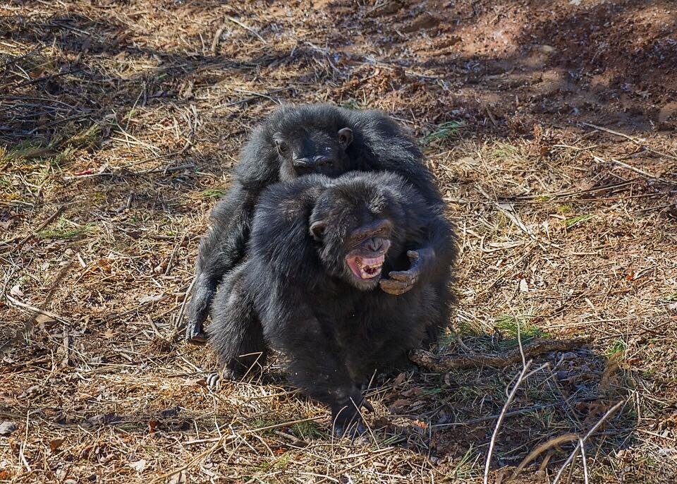 Lab Chimp Sees Open Sky For The First Time At Georgia Sanctuary - The Dodo