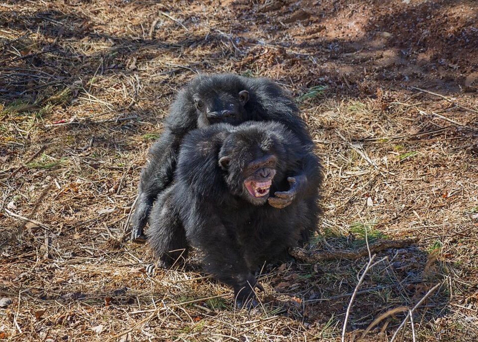 Lab Chimp Sees Open Sky For The First Time At Georgia Sanctuary - The Dodo