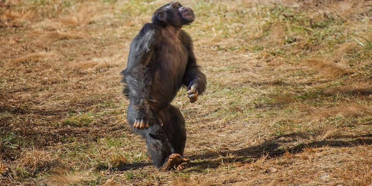 Lab Chimp Sees Open Sky For The First Time At Georgia Sanctuary - The Dodo