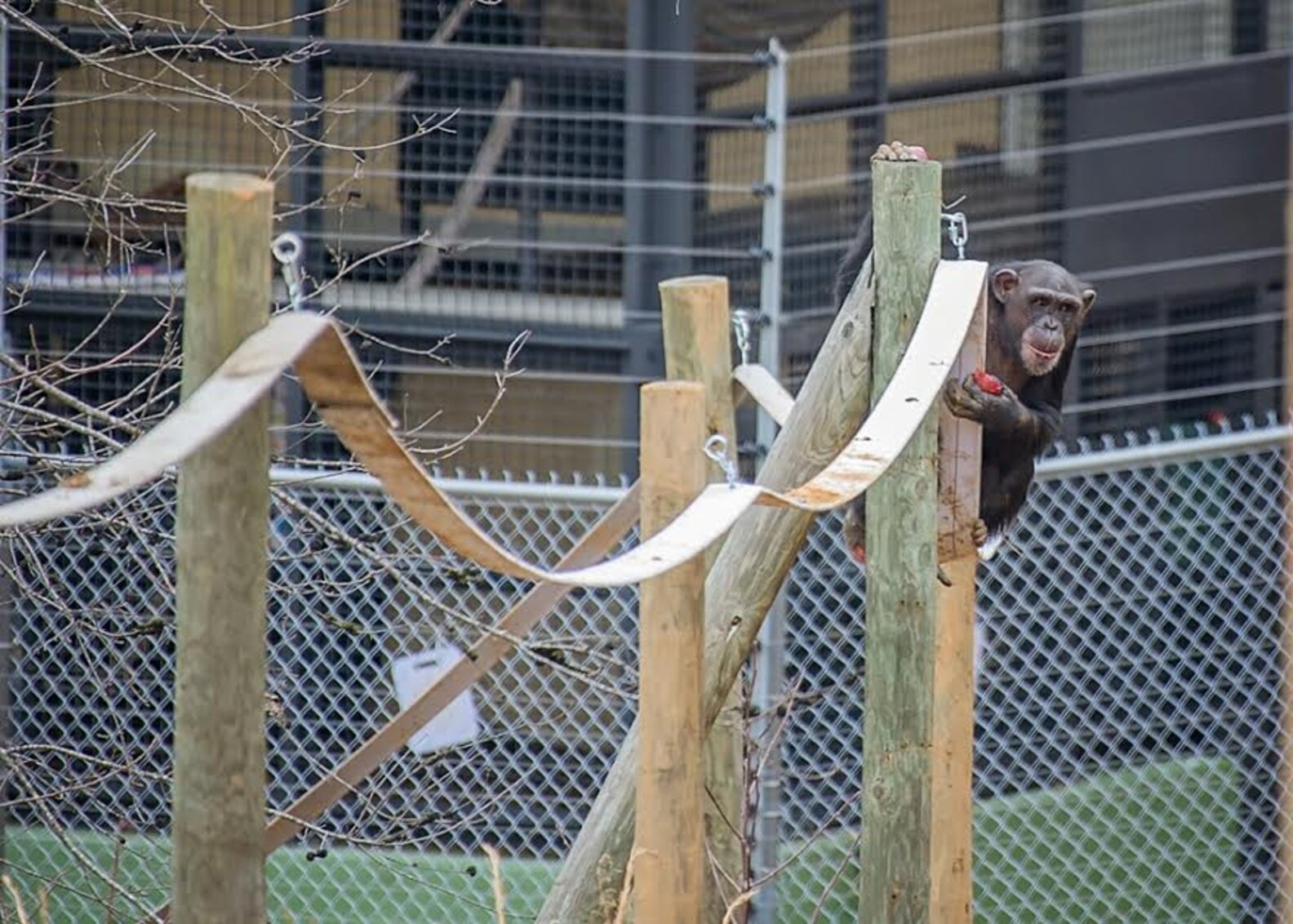 Lab Chimp Sees Open Sky For The First Time At Georgia Sanctuary - The Dodo