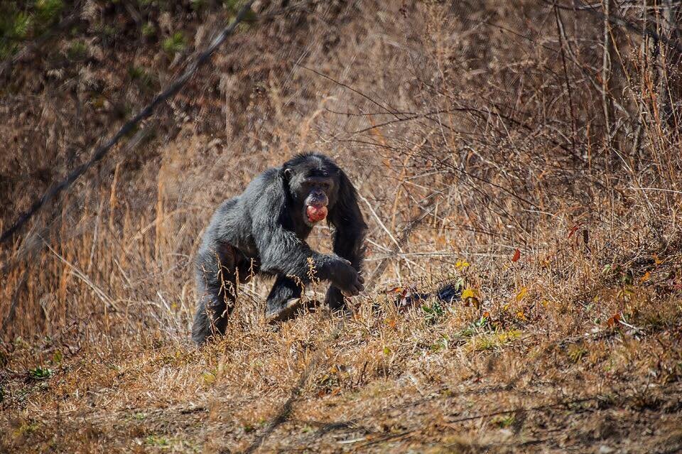 Lab Chimp Sees Open Sky For The First Time At Georgia Sanctuary - The Dodo